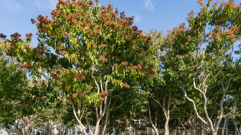 11 Trees You'll Want To Plant In Your Yard During Spring (And 5 To Avoid)