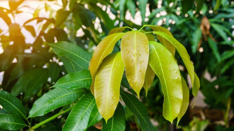 Emerging benefits of mango leaves for skin