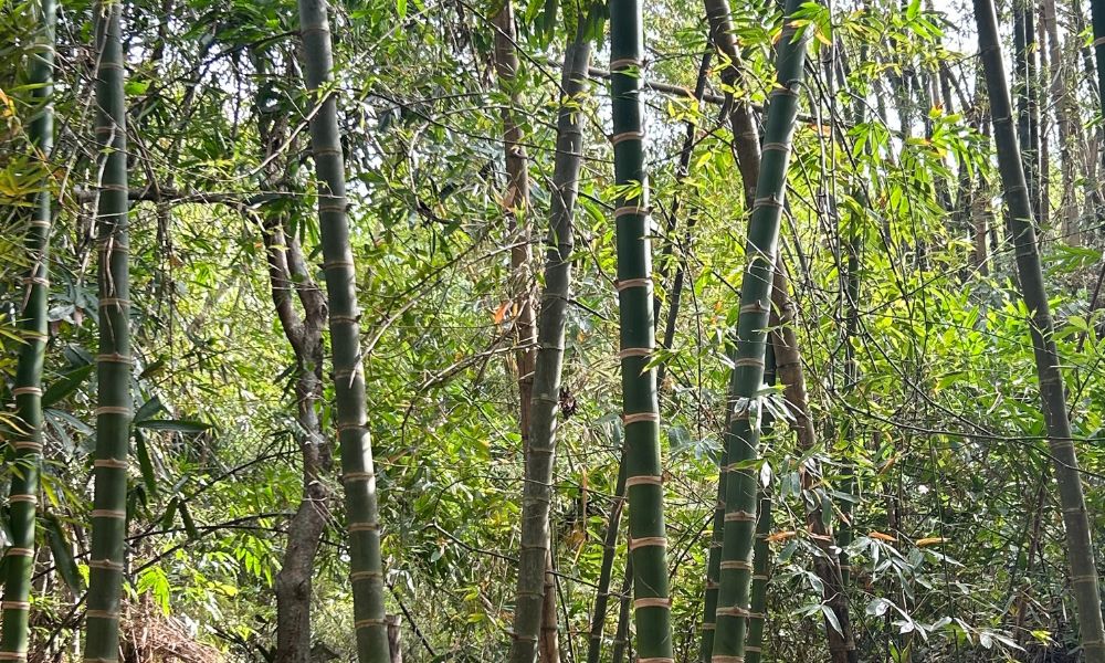Is bamboo invasive and can it destroy biodiversity?