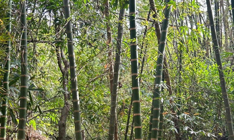 Is bamboo invasive and can it destroy biodiversity?