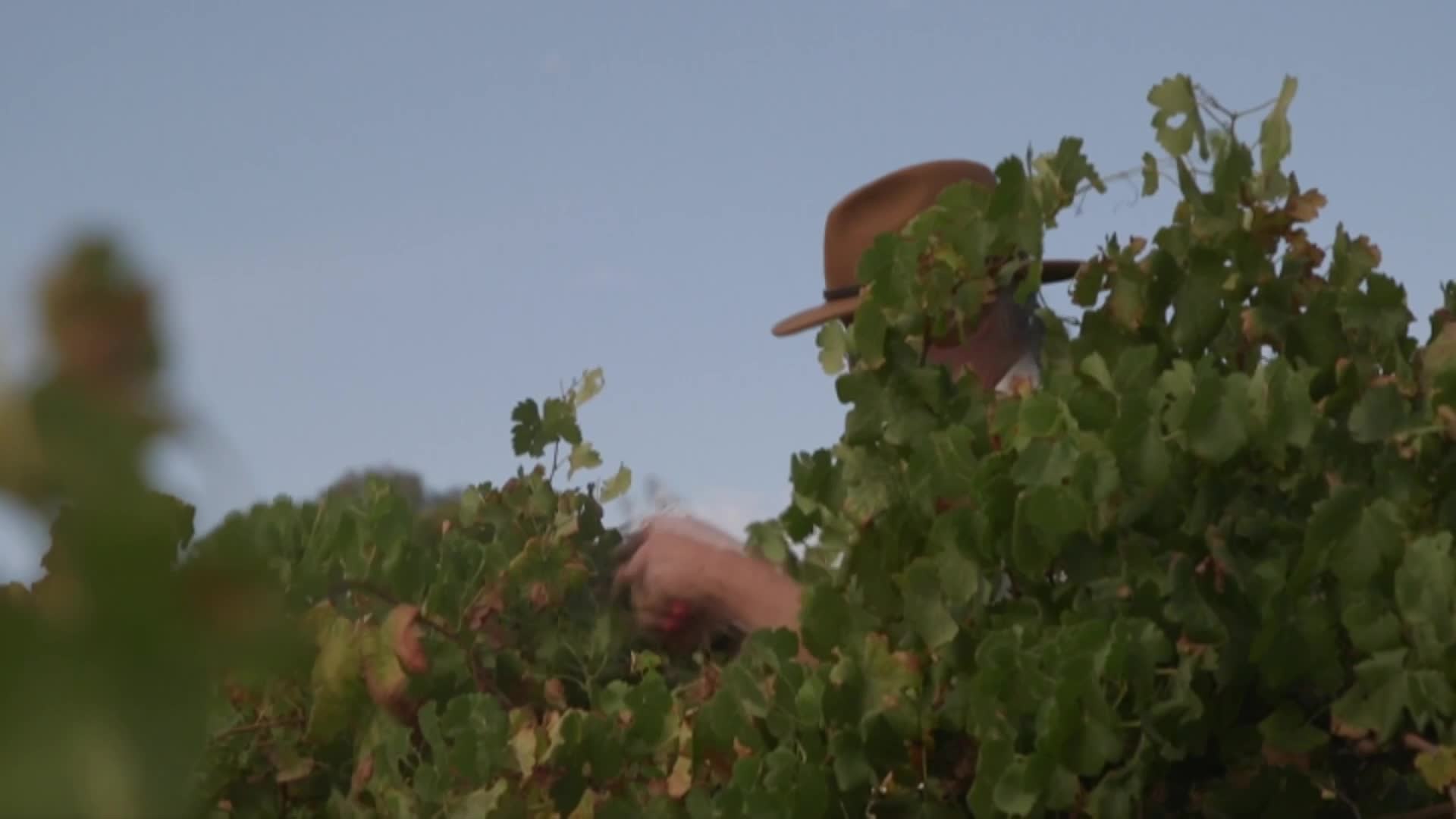 Kalgoorlie vineyard makes dessert wine far from WA’s viniculture heart