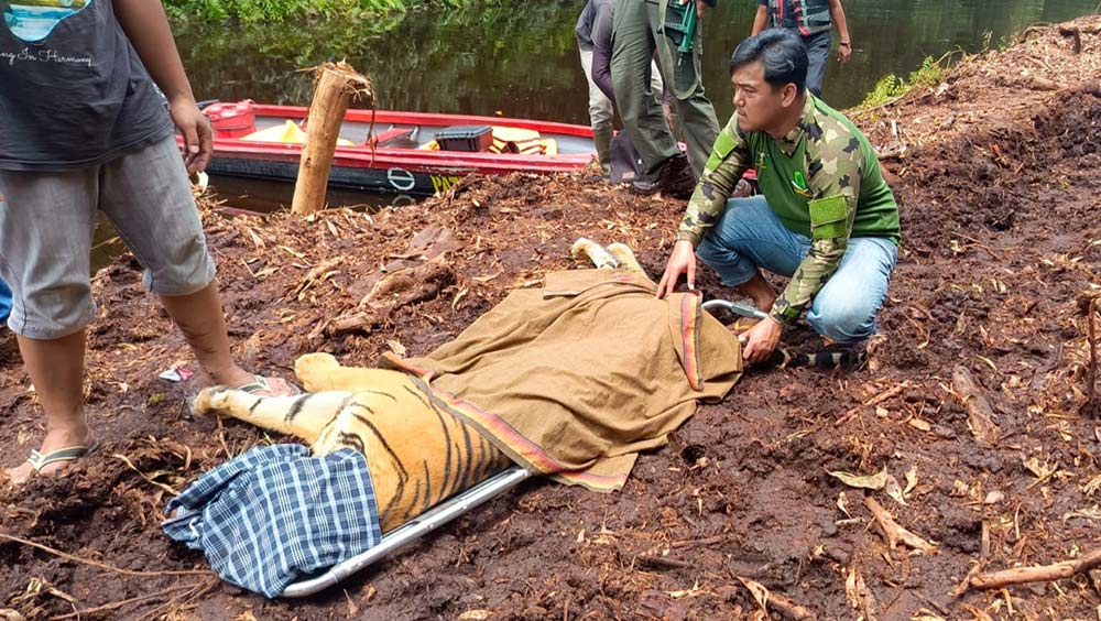 Harimau yang Terkam Manusia Masih Jalani Habituasi