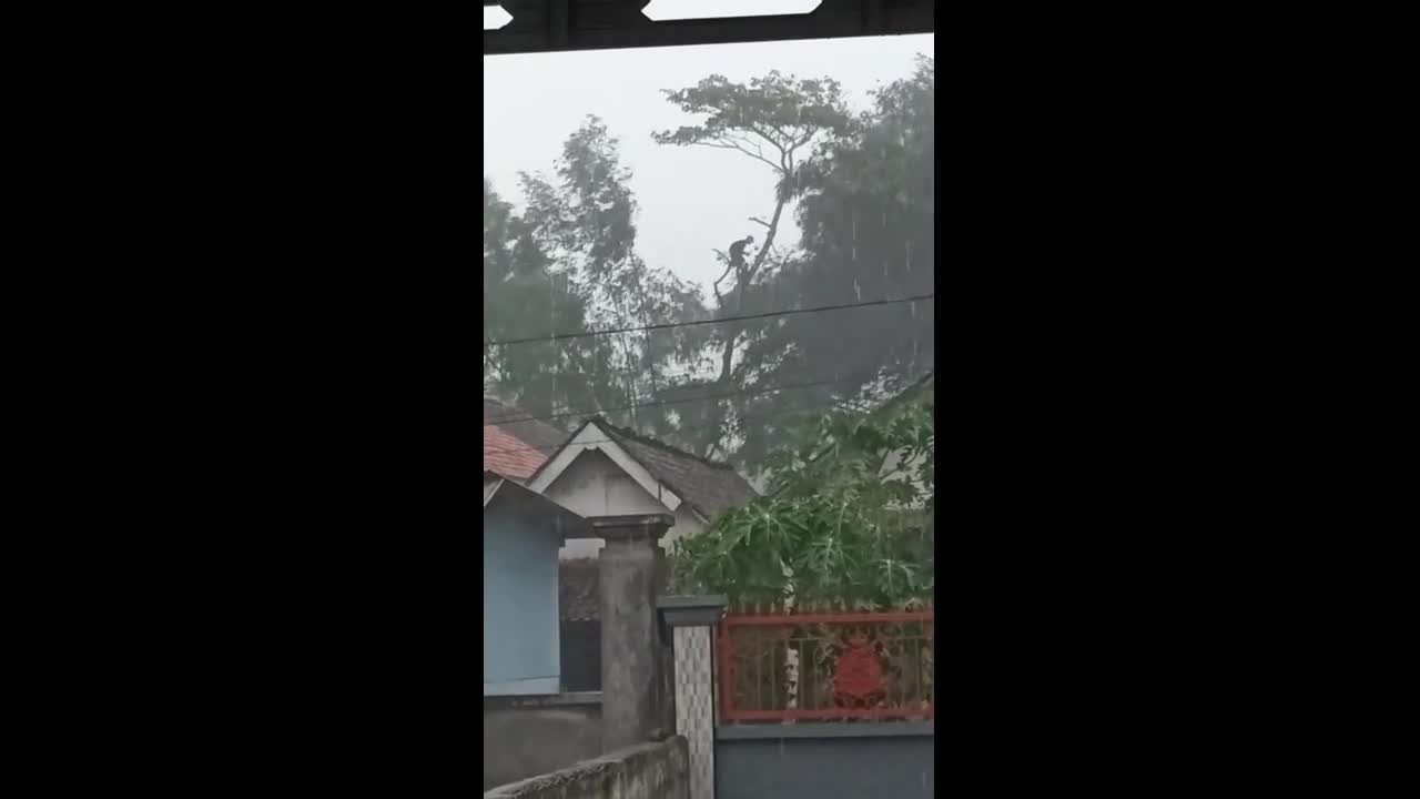Man cuts tree amid rain and strong winds in Jember, Indonesia