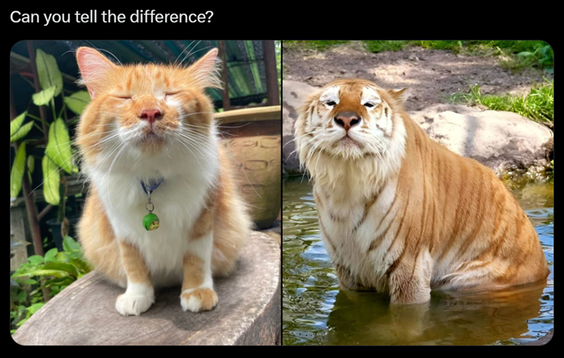 21 Big Cat Memes With Smol Cat Souls Spreading Cat Silliness Everywhere