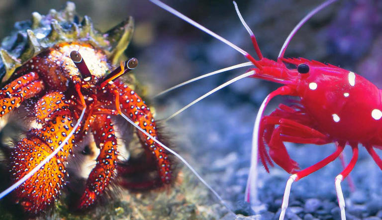 7 Best Saltwater Invertebrates for Your Home Aquarium