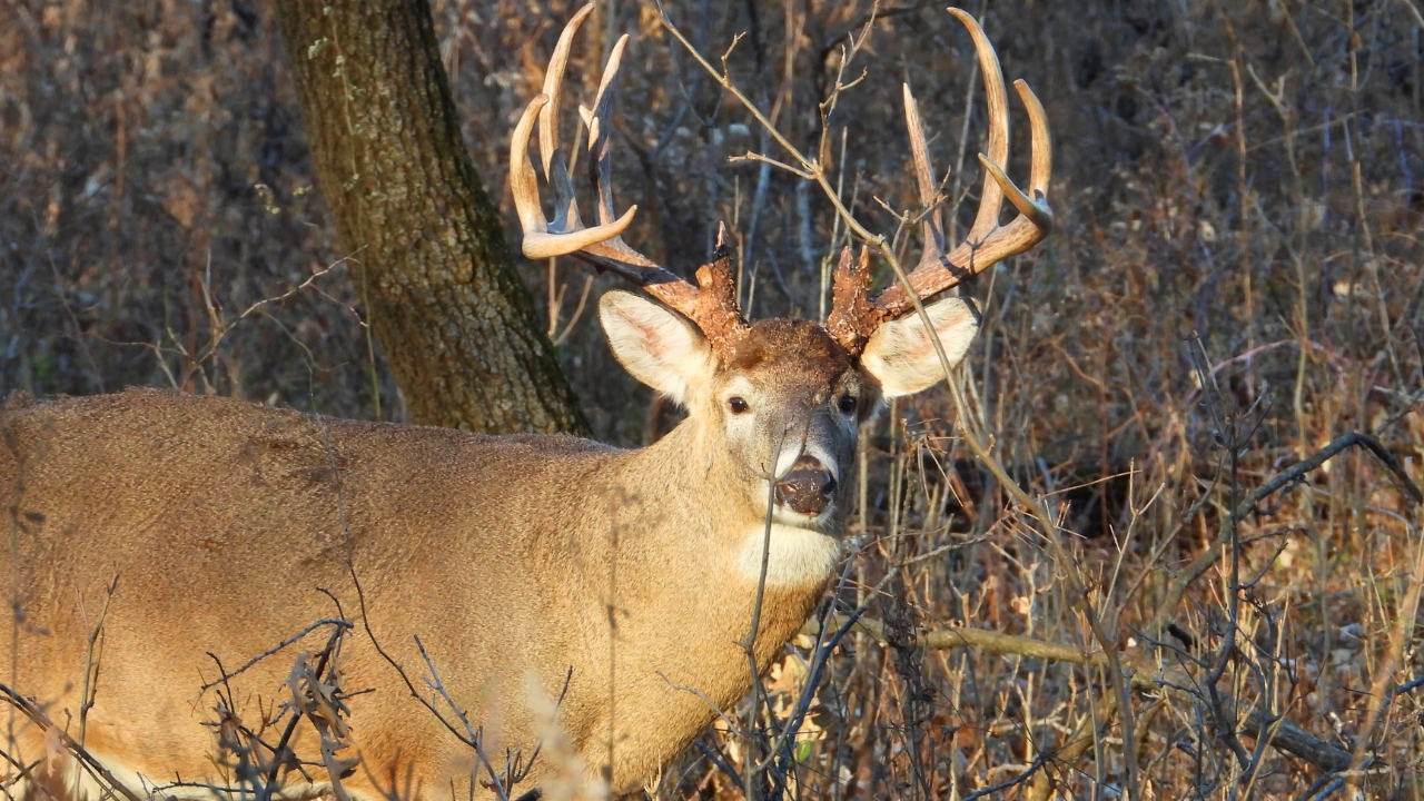10 Signs You’ve Found the Perfect Hunting Spot