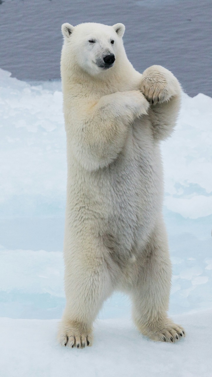 10 beautiful white animals in the world