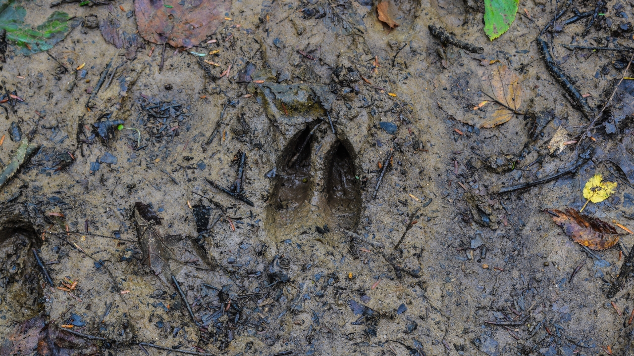 7 signs you’re about to walk into a bad hunting spot