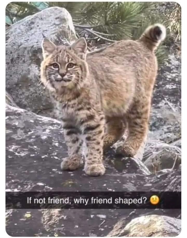 21 Big Cat Memes With Smol Cat Souls Spreading Cat Silliness Everywhere