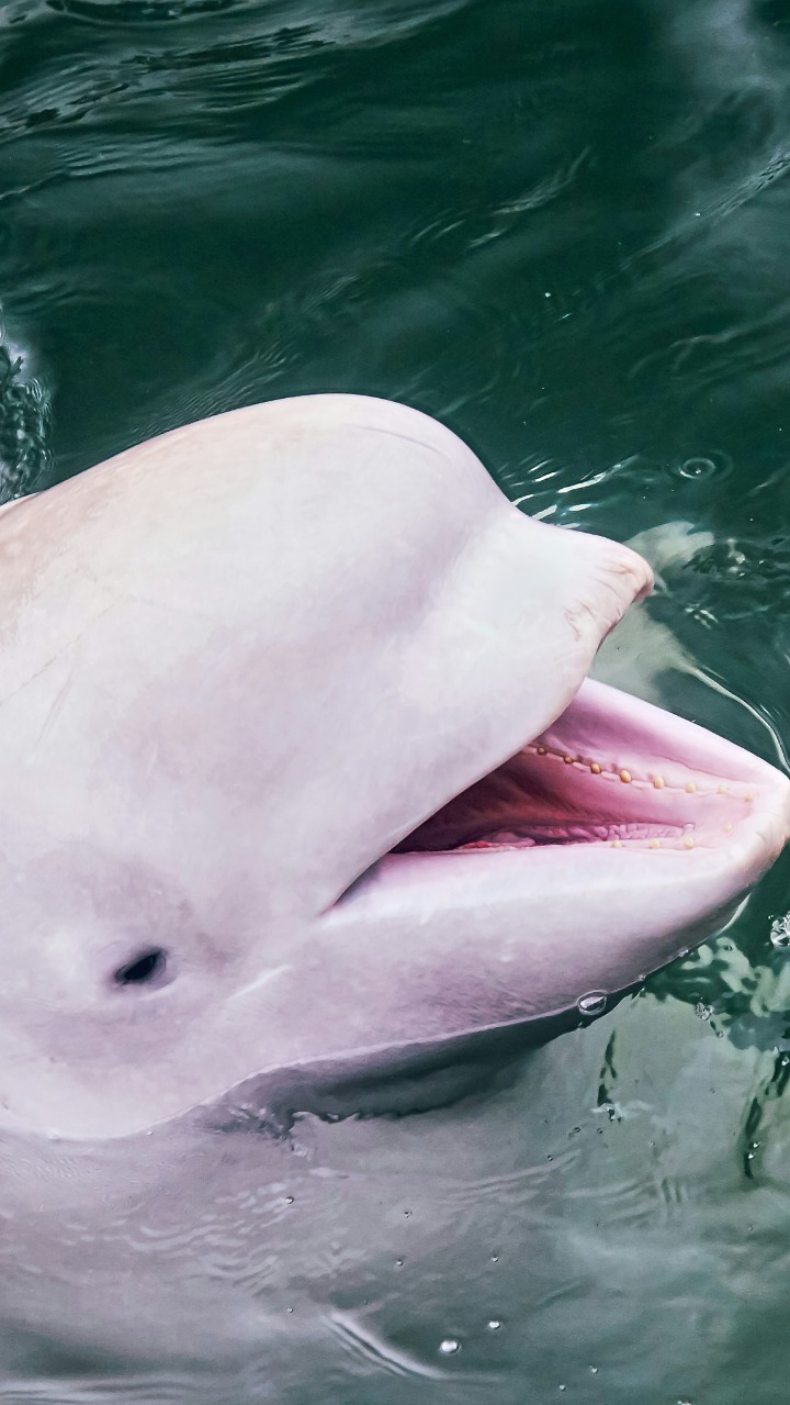 10 beautiful white animals in the world