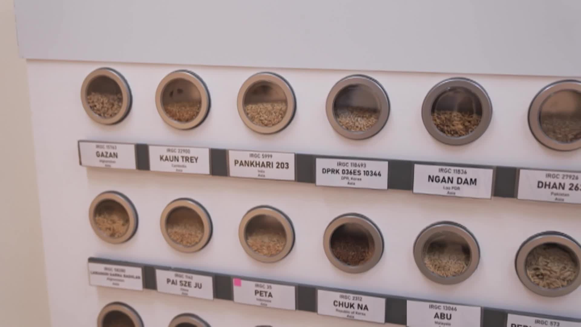 Rice farming science in race to reduce grain’s climate change impacts