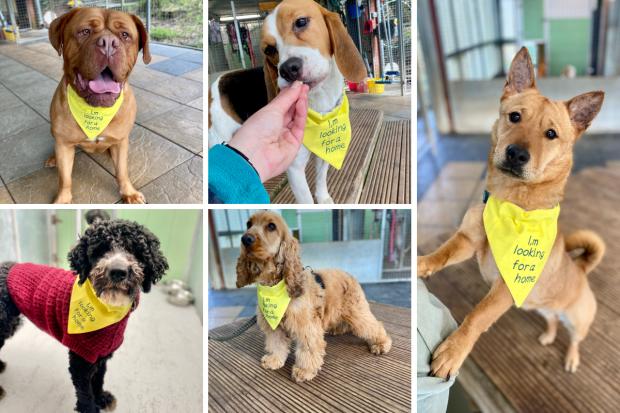 Five dogs looking for their forever home from Many Tears Rescue
