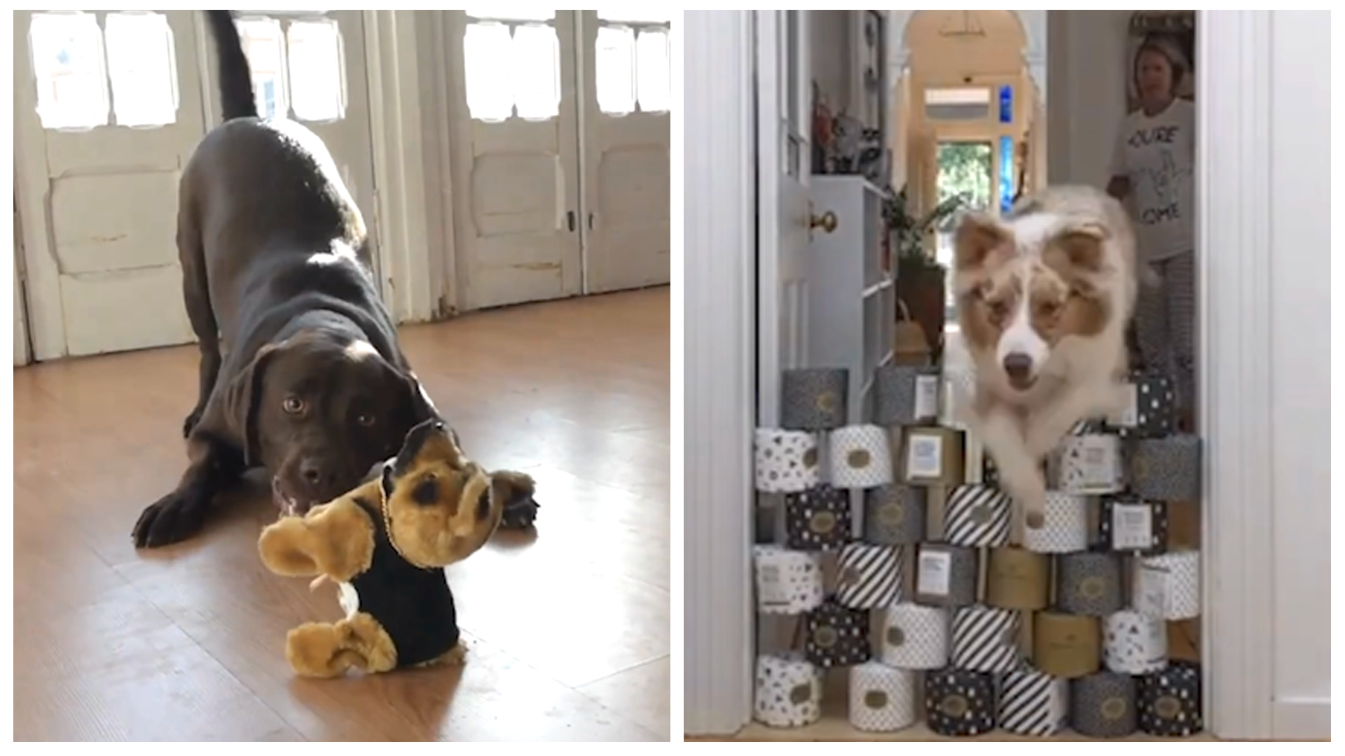 Random Funny Dog Moments That Will Make You Laugh! 🐶😂