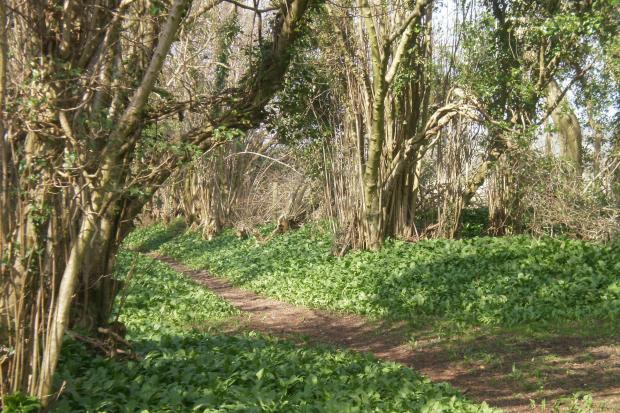 Try this 4.5 mile Dorset walk where five medieval roads meet