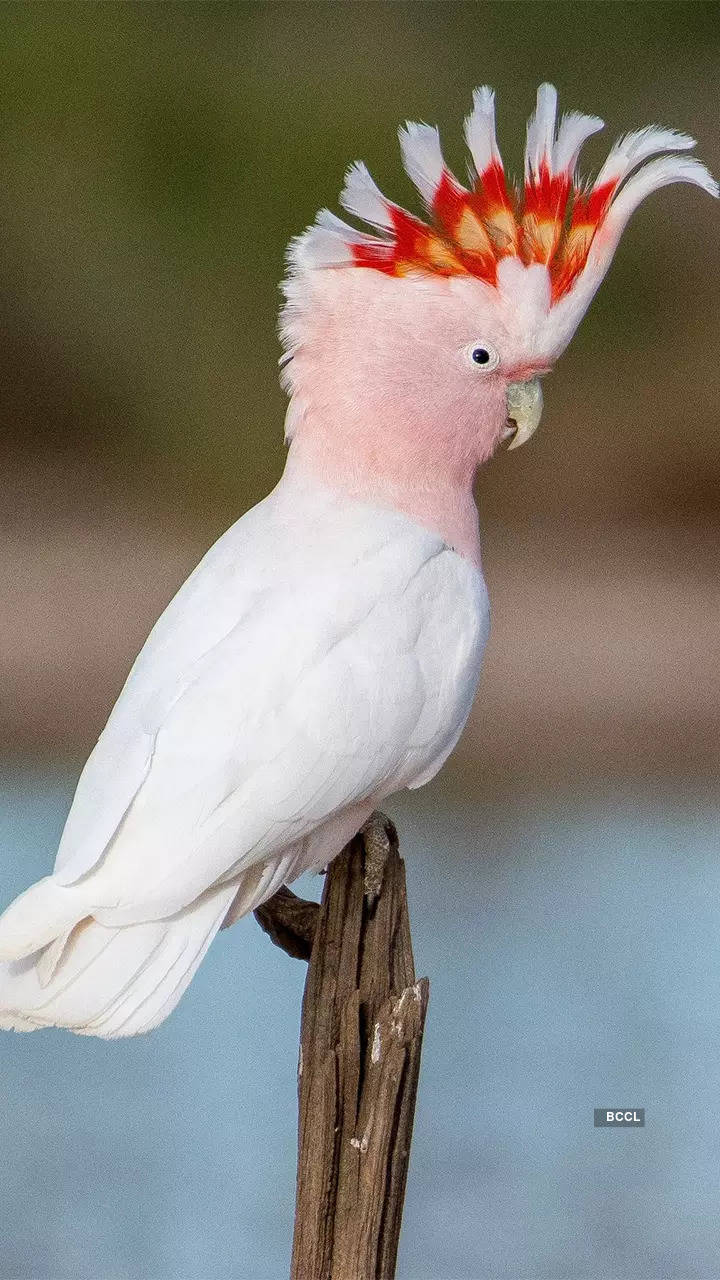 10 exotic parrots you need to see