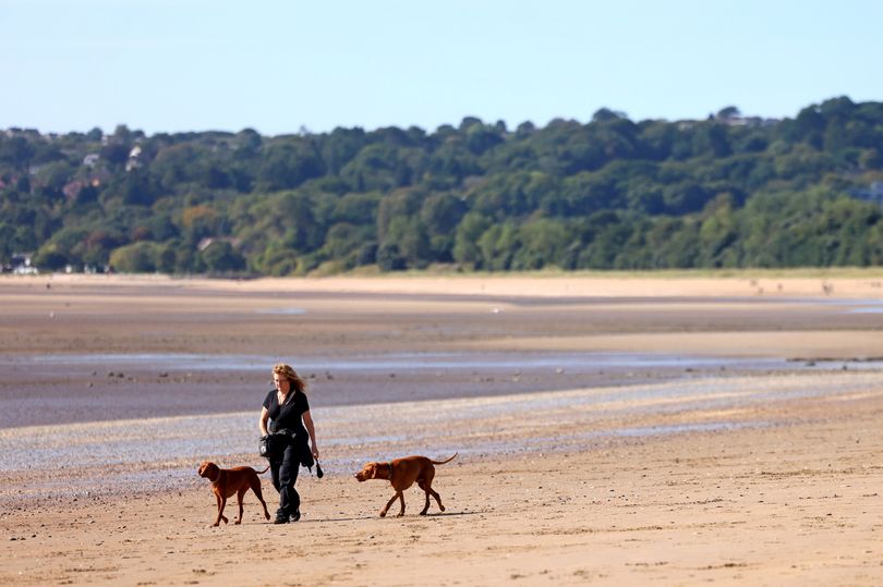 Full list of Welsh beaches where dogs will be banned from May 2026