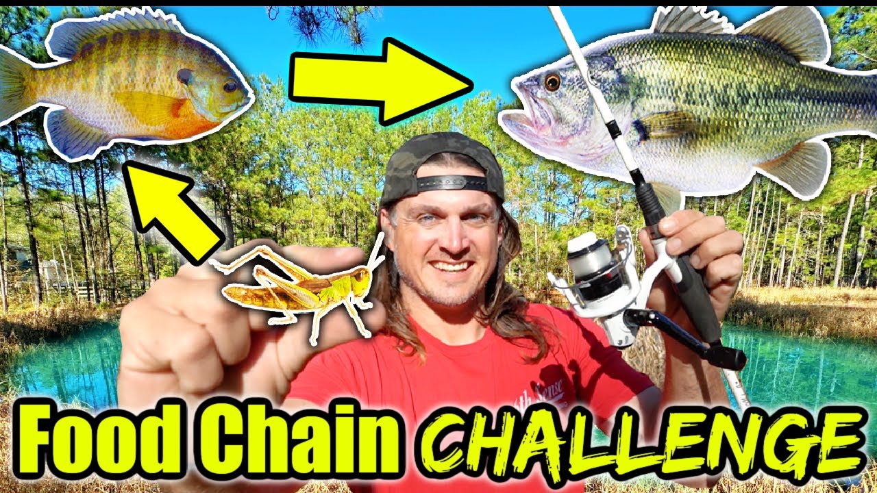 First ever food chain challenge succeeds in backyard pond