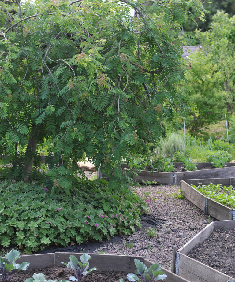 4 reasons you should plant trees in a vegetable garden – plus experts ...