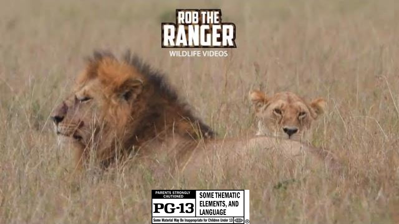 Wild Animals: Lionesses Continue the Pride's Legacy