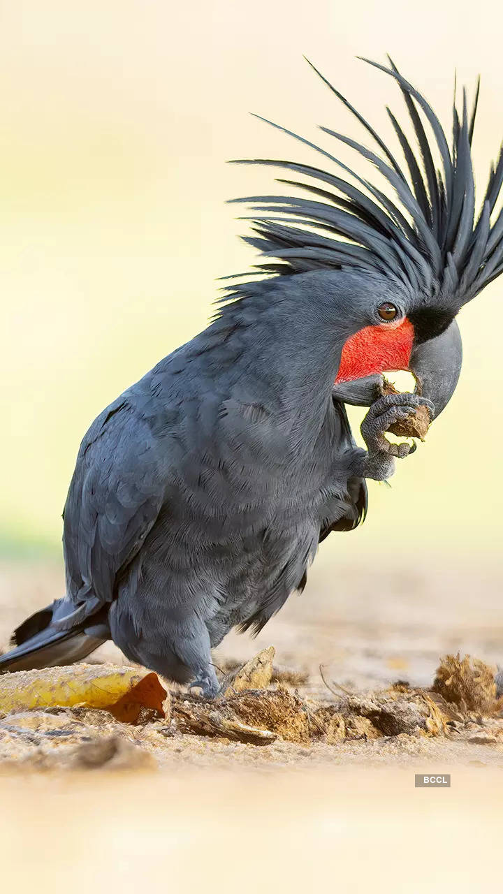 10 exotic parrots you need to see
