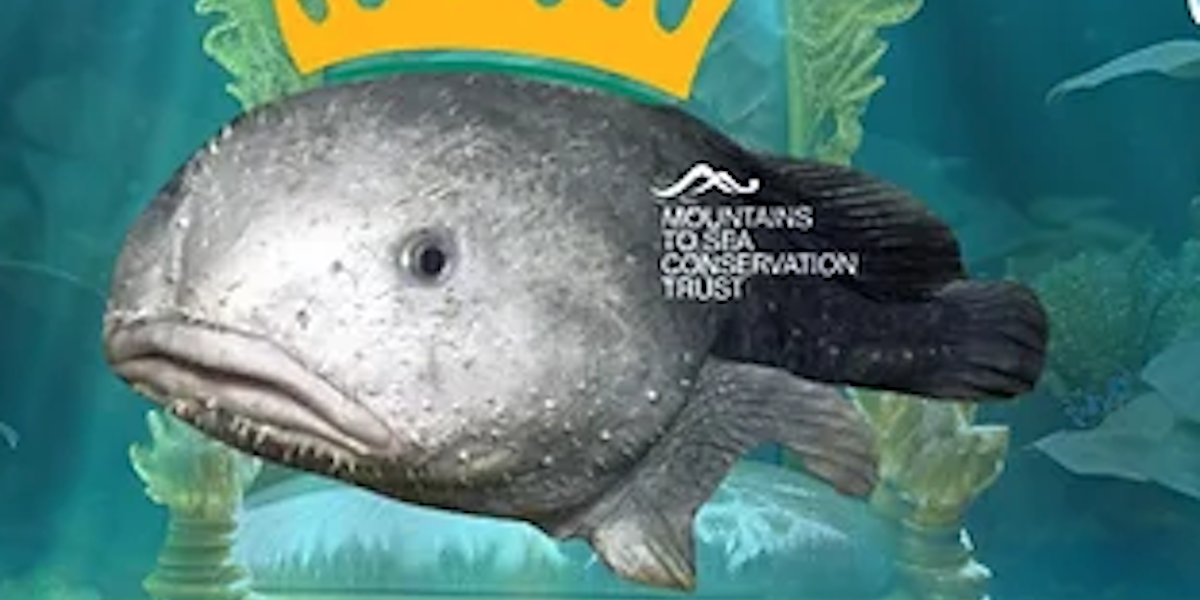 Så fick världens fulaste fisk upprättelse