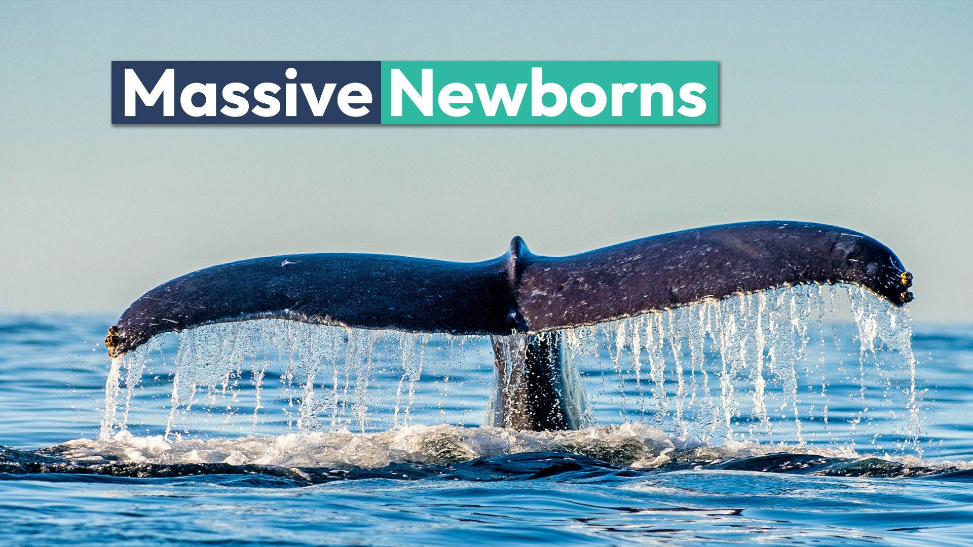 This Animal Gives Birth To The Biggest Babies On Earth The Size Of A Car