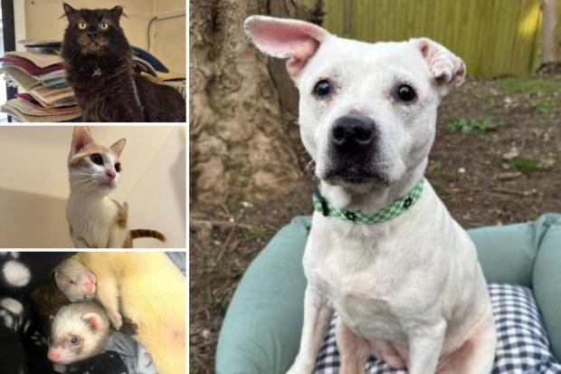 5 pets from RSPCA Brighton who are on the lookout for their forever homes
