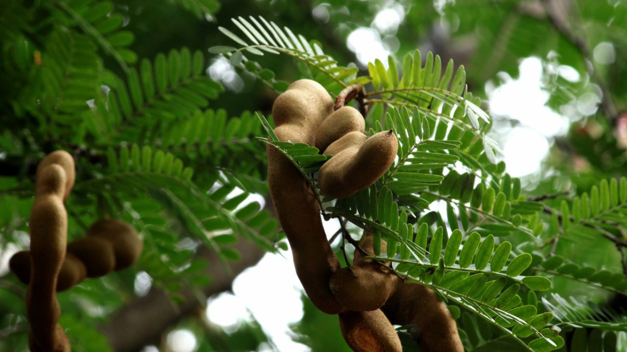 Cuidados del árbol de tamarindo en casa: guía completa