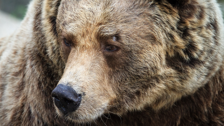 Hatalmas barna medve kóborol Mátrakeresztes környékén