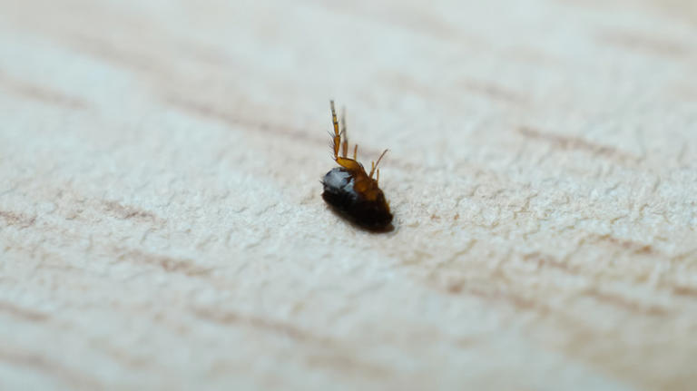How To Safely Get Rid Of Fleas Hiding Out In Your Hardwood Floors