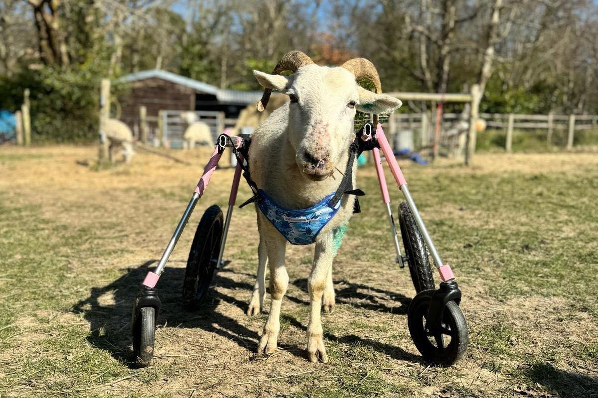 Sussex sanctuary's disabled sheep can walk again thanks to new wheels