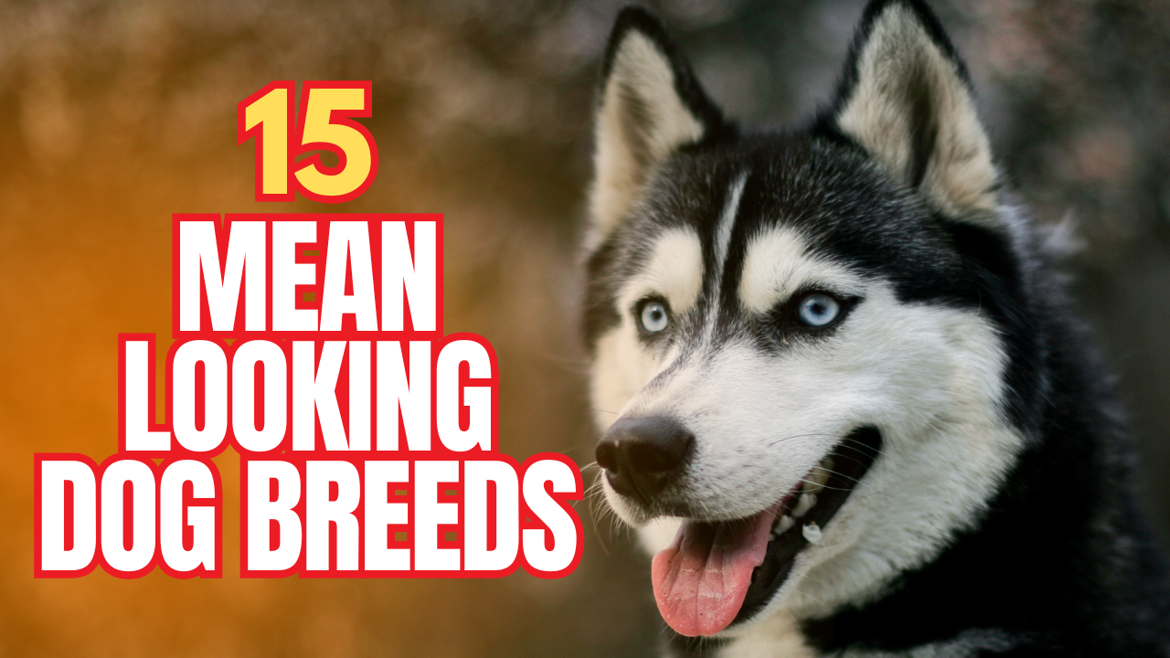 15 Mean Looking Dog Breeds That Are Actually Sweet