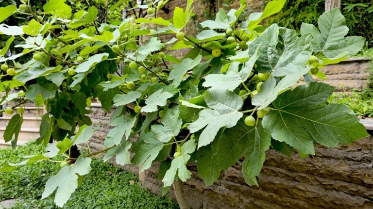 Avoidable Mistakes To Know Before Pruning A Fig Tree
