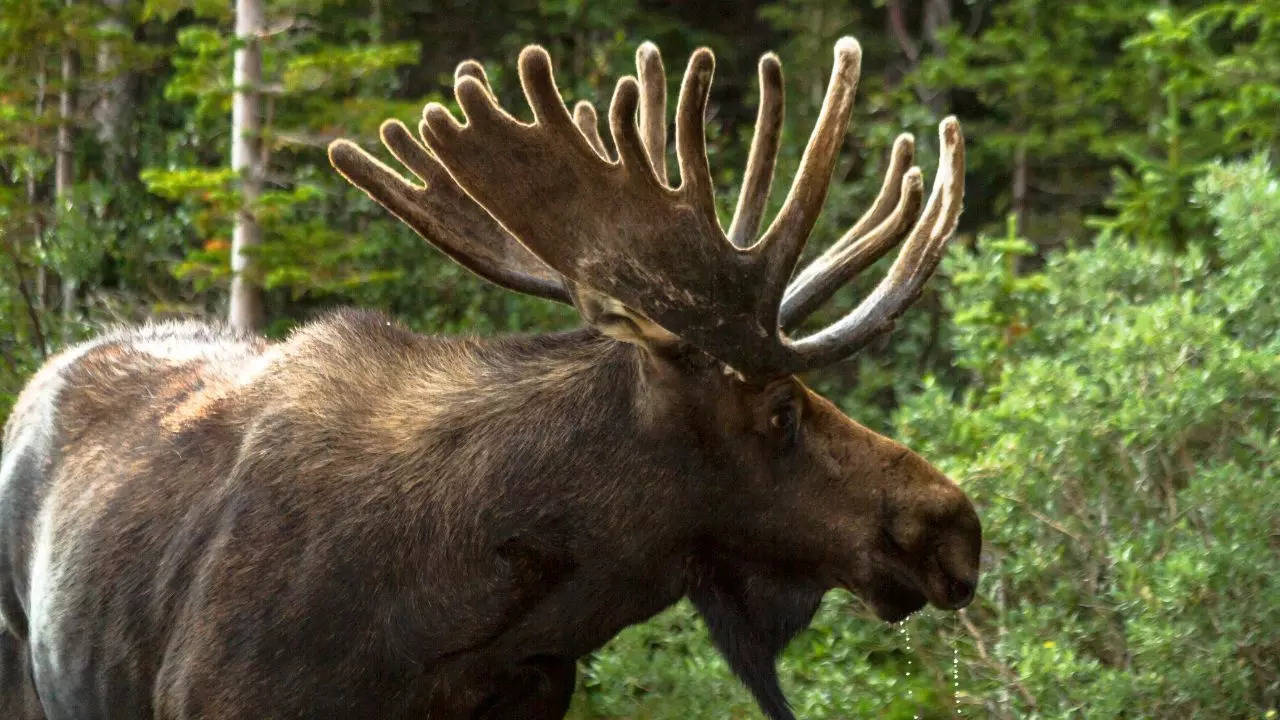 VIRAL: “Back off, human!” Moose gives tourist a reality check in must ...