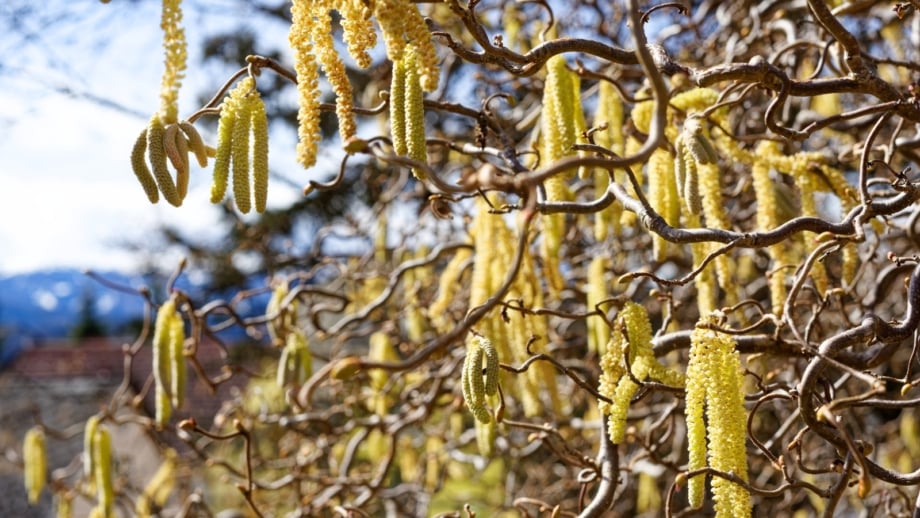 How to Plant, Grow, and Care for Contorted Hazelnut Trees