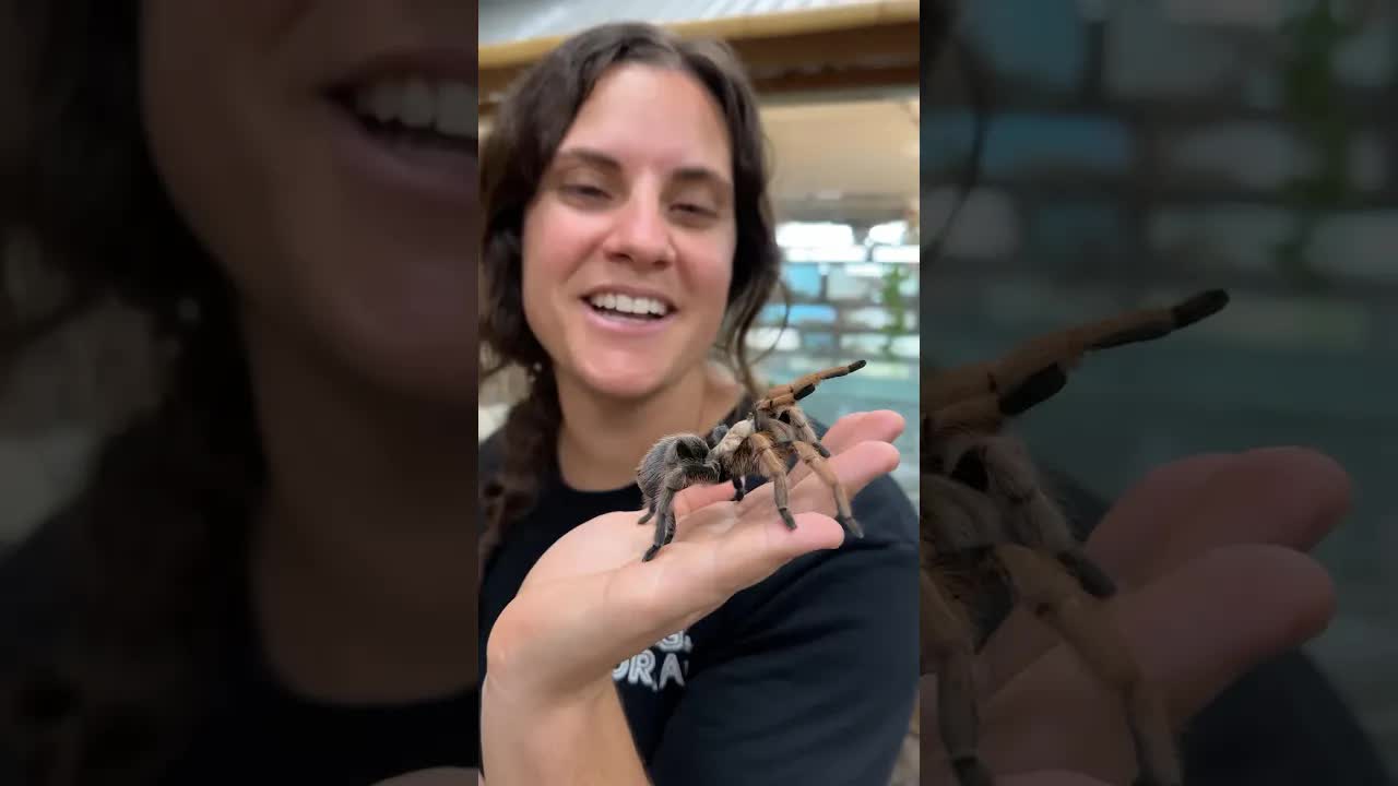 SUPER RARE Tarantula Molting Process caught on camera??