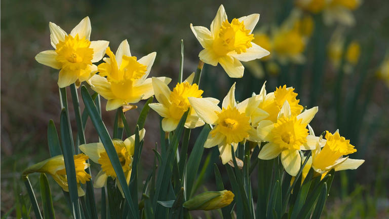 Is it too late to plant daffodil bulbs in March? Expert advice on ...
