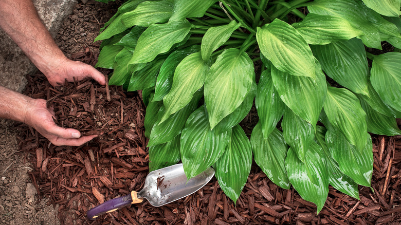 7 Genius Mulching Tips To Makeover Your Garden