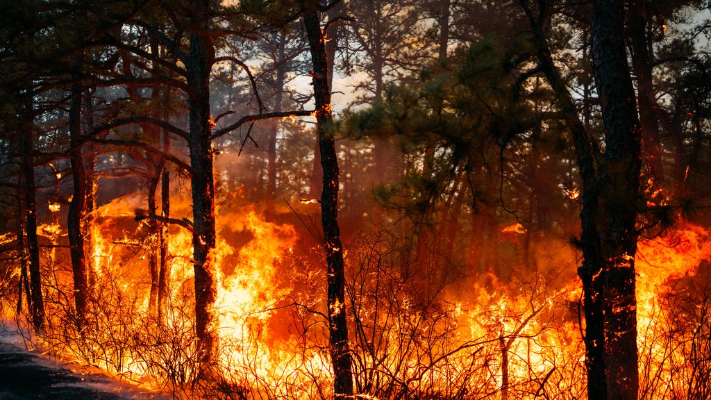 Wildfire in New Jersey's Wharton State Forest 100% contained after ...