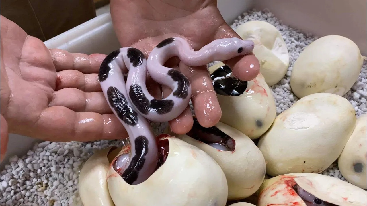 Grumpy Sister Won't Leave Jay Alone! BIG reticulated python