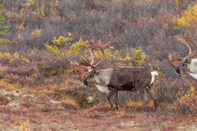 Scientists sound alarm after tracking dramatic shift in caribou ...