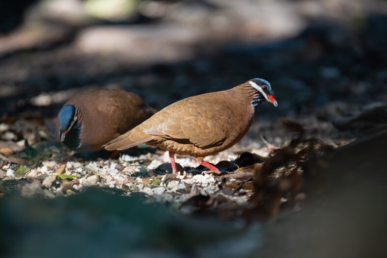 This Puzzling Dove Is Endangered And More Evolutionarily Distinct Than ...