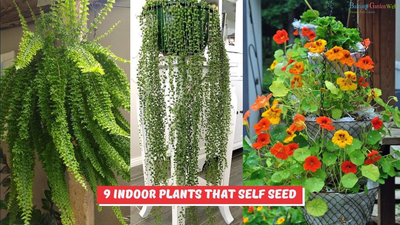 Self-seeding indoor plants that are easy and low-maintenance