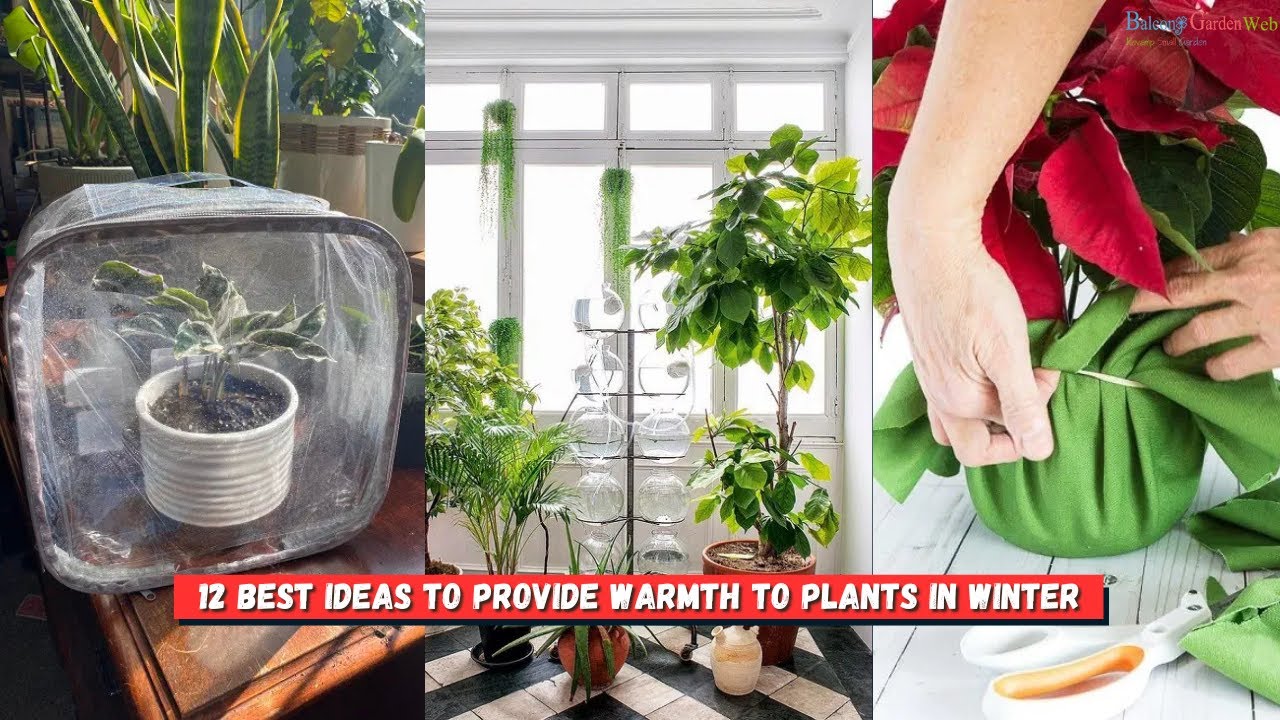 12 easy ways to protect plants during cold months