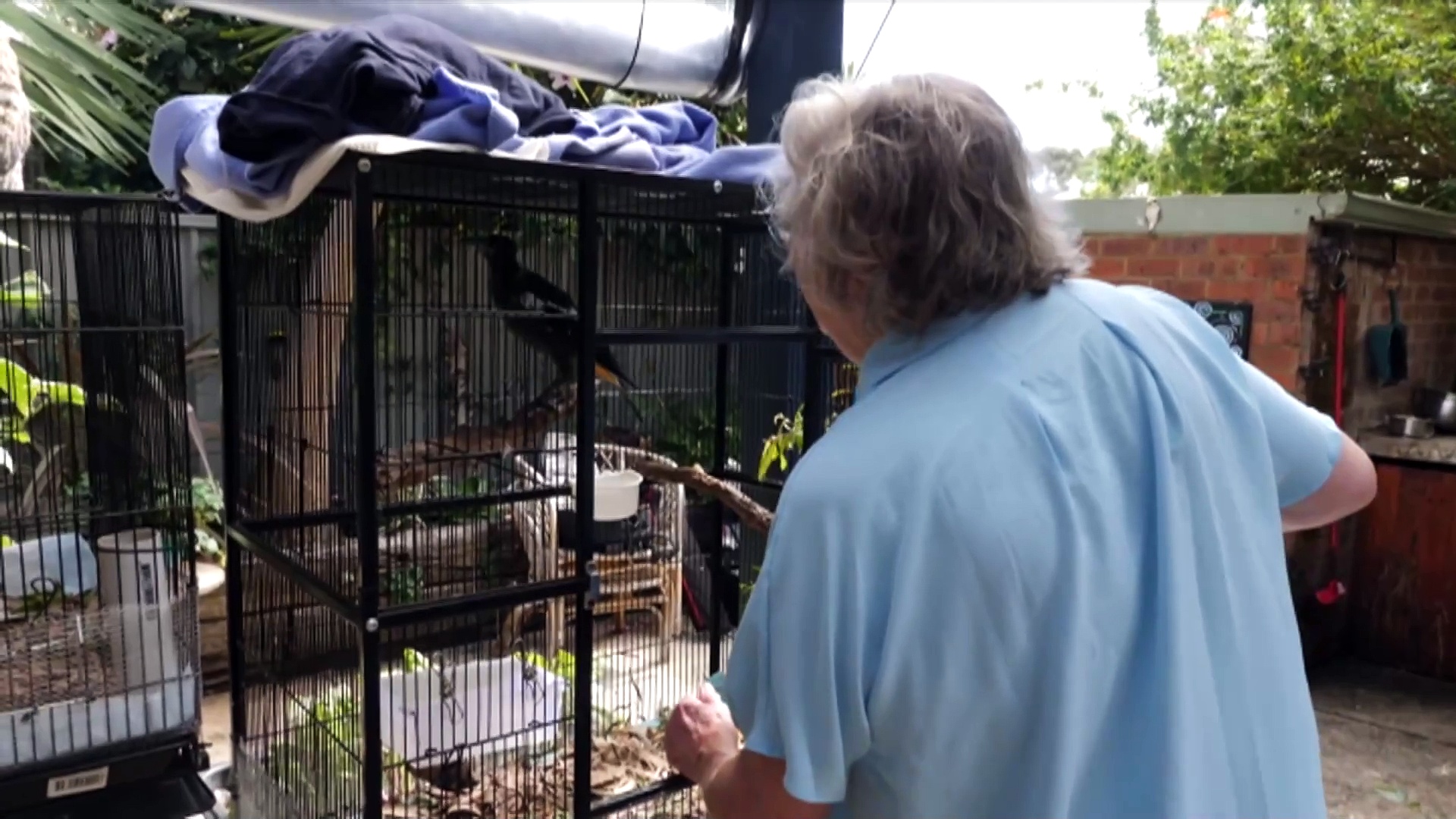 Mystery illness killing hundreds of birds across WA leaving wildlife ...