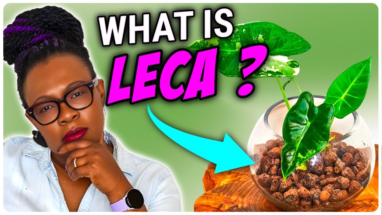 LECA Clay Balls Explained Basics For BEGINNERS