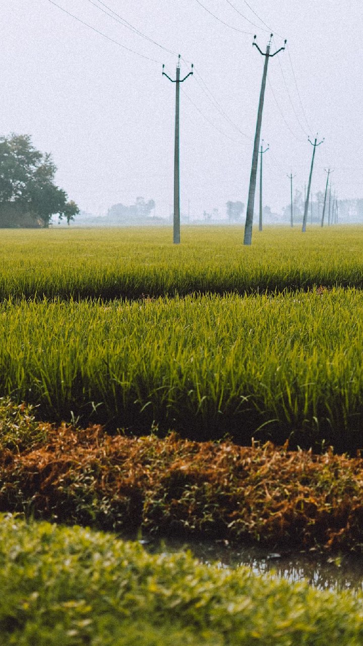 Which State Is Known As The 'Granary Of India'?