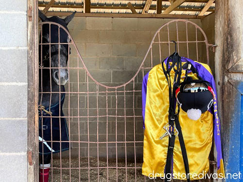 Elloree Trials horse race: Everything you need to know