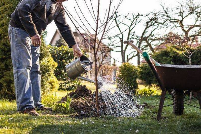 Plant these 7 essential crops before April or 'it's too late'