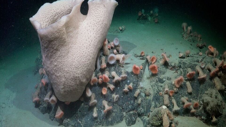 Scientists stumble upon a hidden ecosystem under Antarctica – You won’t ...